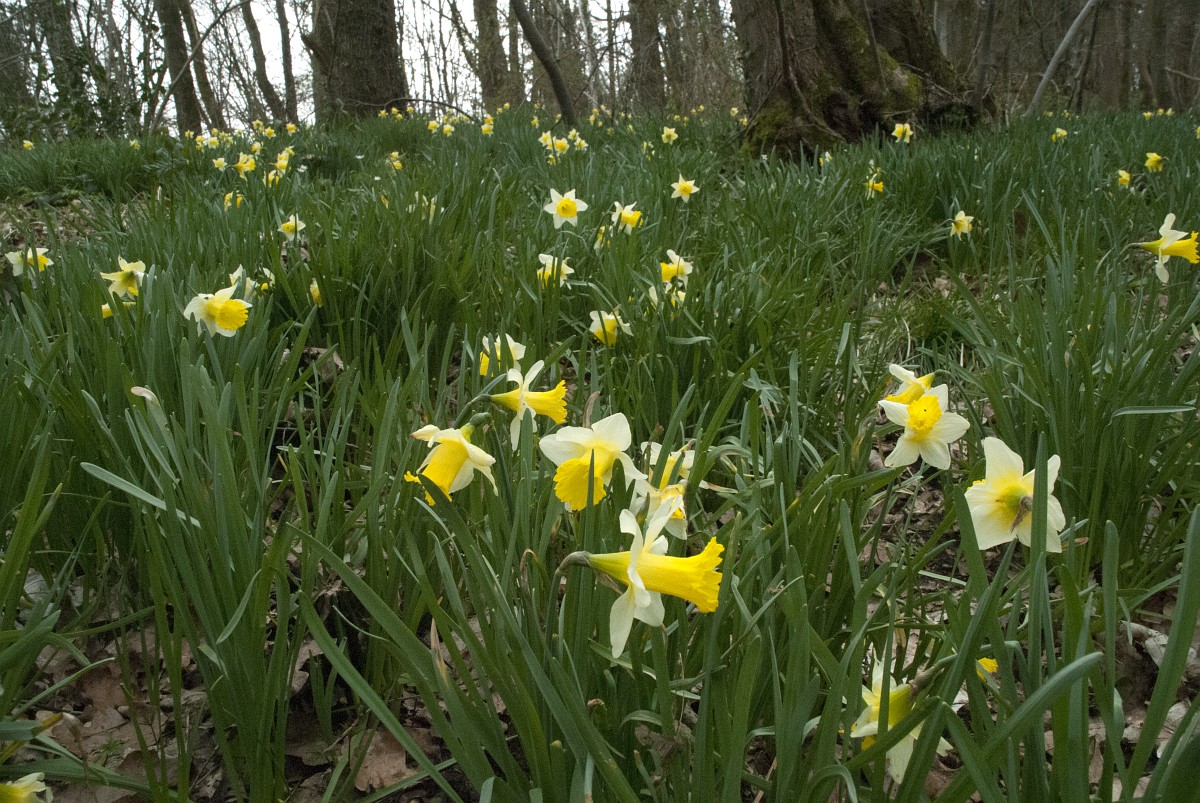 Narcissus pseudonarcissus, Daffodil